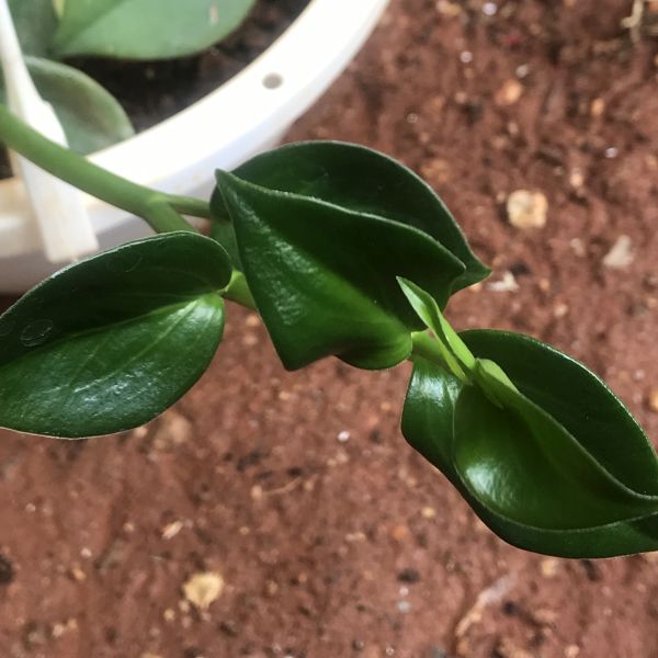 Peperomia scandens | Piper peperomia - Green Cover Initiative