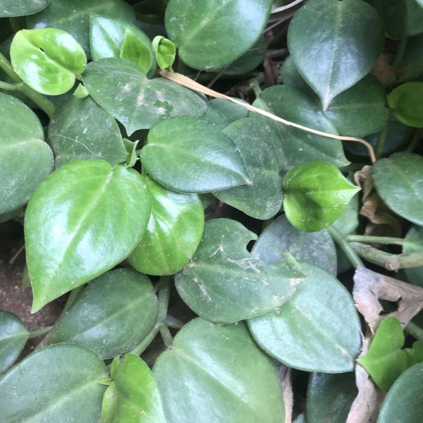 Peperomia scandens | Piper peperomia - Green Cover Initiative