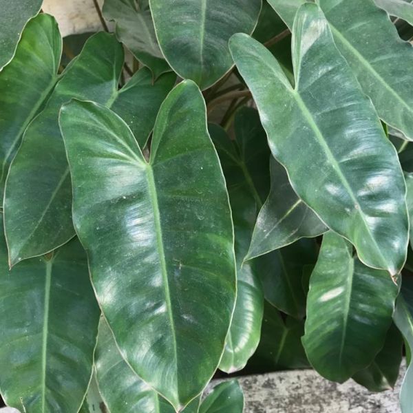 Philodendron burle marx - Leafy plants - Green Cover Initiative