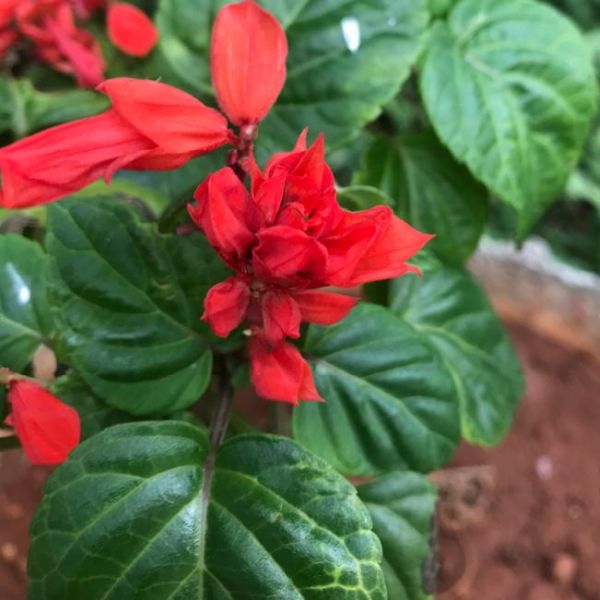 Salvia splendens | Scarlet sage - Flowering plants - Green Cover Initiative