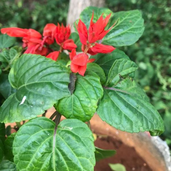 Salvia splendens | Scarlet sage - Flowering plants - Green Cover Initiative