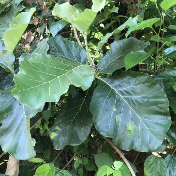 Tectona grandis | Teak tree - Indian trees - Green Cover Initiative