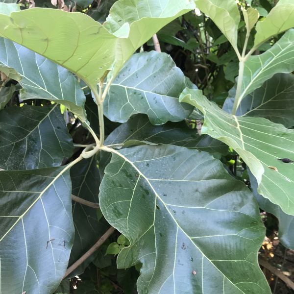 Tectona grandis | Teak tree - Indian trees - Green Cover Initiative