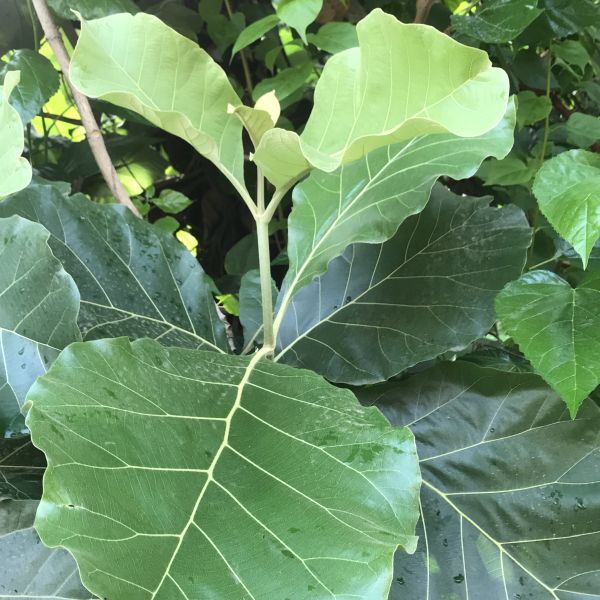 Tectona grandis | Teak tree - Indian trees - Green Cover Initiative