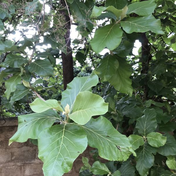 Tectona grandis | Teak tree - Indian trees - Green Cover Initiative