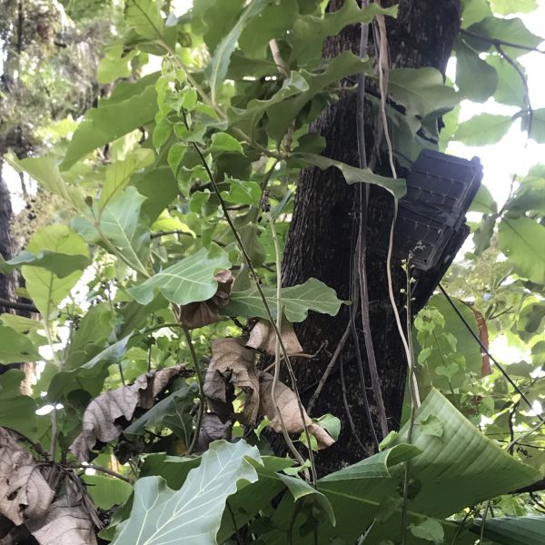 Tectona grandis | Teak tree - Indian trees - Green Cover Initiative