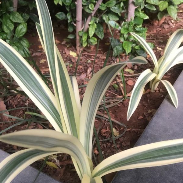 Hymenocallis caribaea Variegata: Variegated spider lily - Green Cover ...