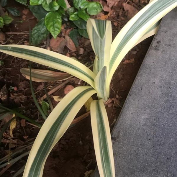 Hymenocallis caribaea Variegata: Variegated spider lily - Green Cover ...