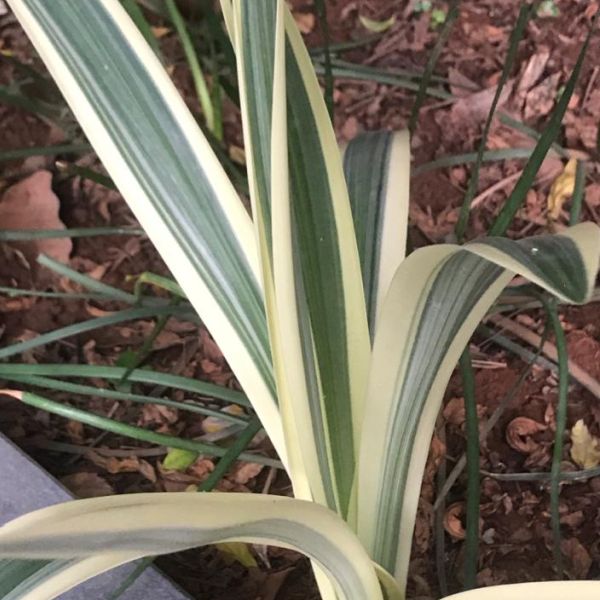 Hymenocallis caribaea Variegata: Variegated spider lily - Green Cover ...
