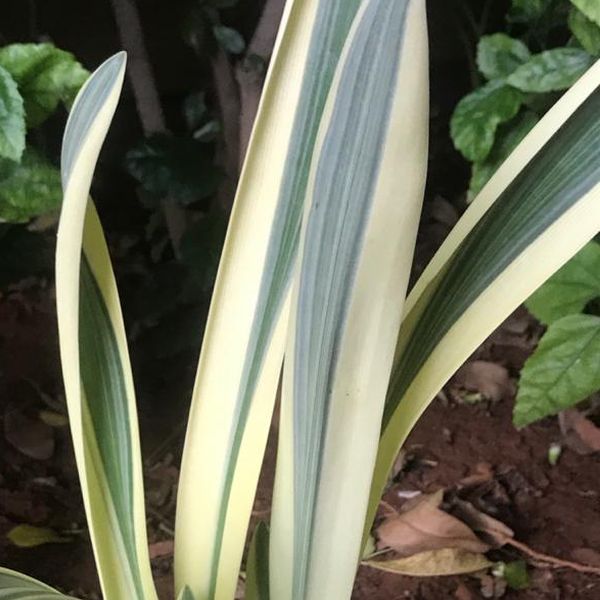 Hymenocallis caribaea Variegata: Variegated spider lily - Green Cover ...