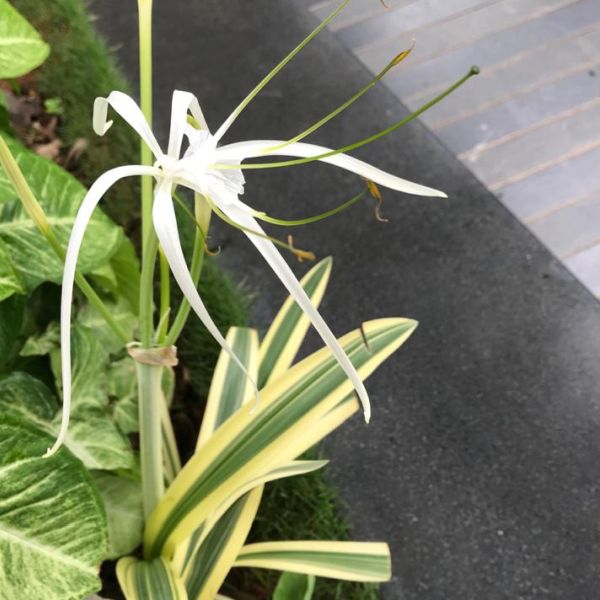 Hymenocallis caribaea Variegata: Variegated spider lily - Green Cover ...