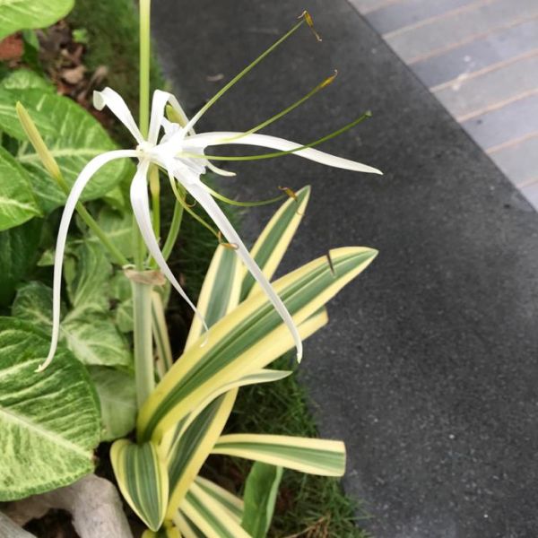 Hymenocallis caribaea Variegata: Variegated spider lily - Green Cover ...