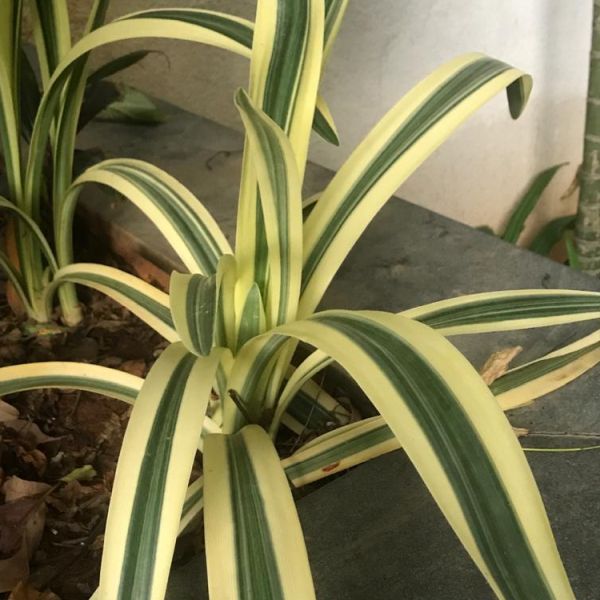 Hymenocallis caribaea Variegata: Variegated spider lily - Green Cover ...