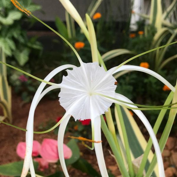 Hymenocallis caribaea Variegata: Variegated spider lily - Green Cover ...