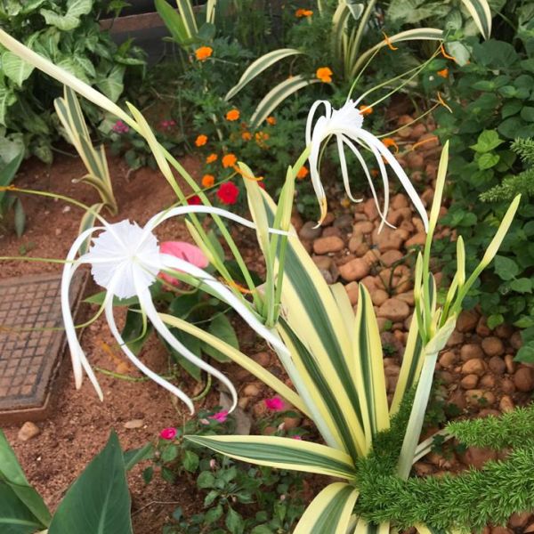 Hymenocallis caribaea Variegata: Variegated spider lily - Green Cover ...
