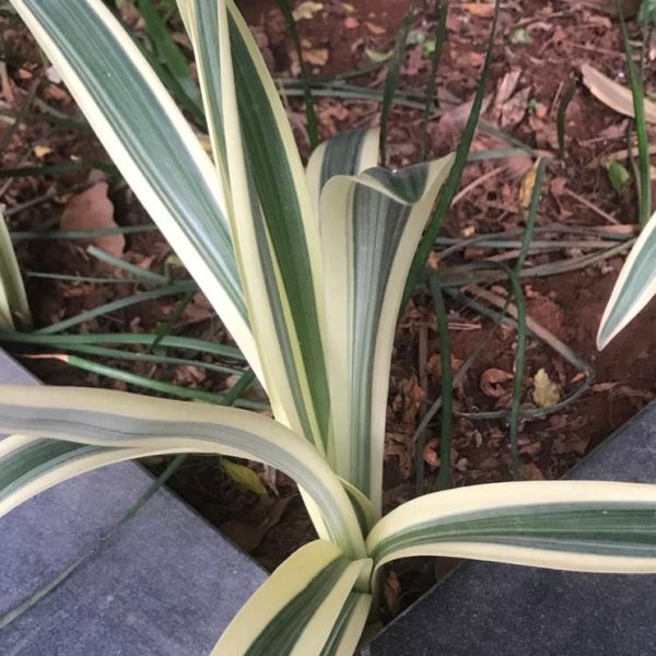 Hymenocallis caribaea Variegata: Variegated spider lily - Green Cover ...