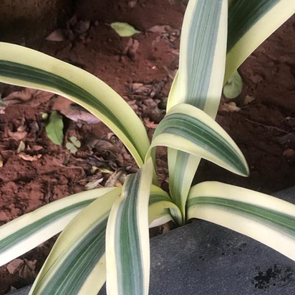 Hymenocallis caribaea Variegata: Variegated spider lily - Green Cover ...