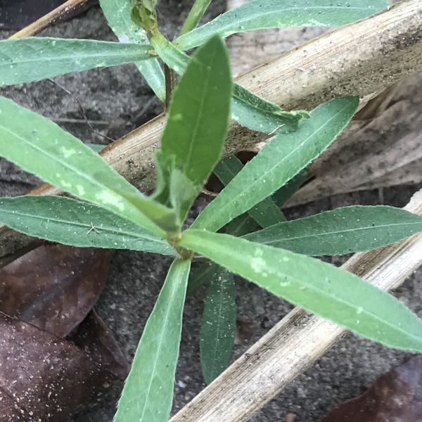 Alternanthera philoxeroides | Alligator weed - Wild plants of India