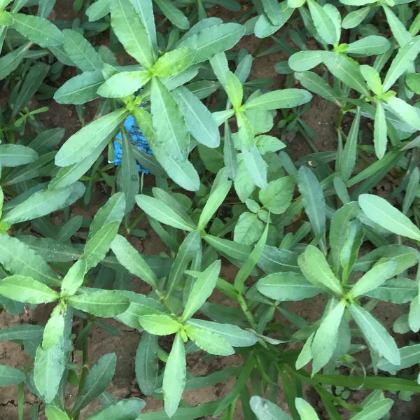 Alternanthera philoxeroides | Alligator weed - Wild plants of India