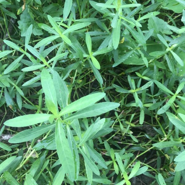 Alternanthera philoxeroides | Alligator weed - Green Cover Initiative