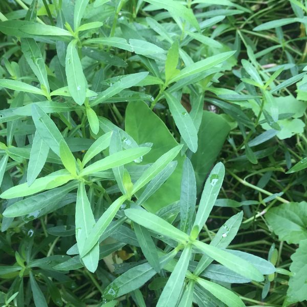 Alternanthera philoxeroides | Alligator weed - Wild plants of India
