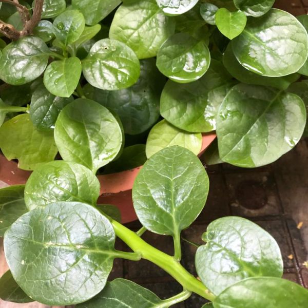 Basella alba | Malabar spinach | Indian spinach - Green Cover Initiative