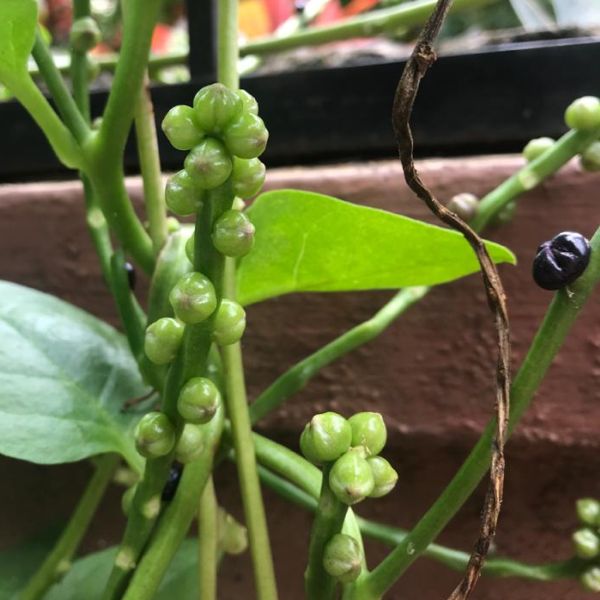 Basella alba | Malabar spinach | Indian spinach - Green Cover Initiative