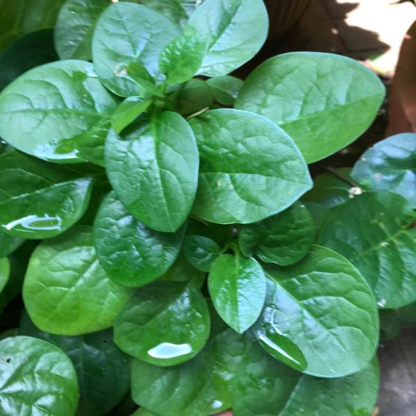 Basella alba | Malabar spinach | Indian spinach - Green Cover Initiative