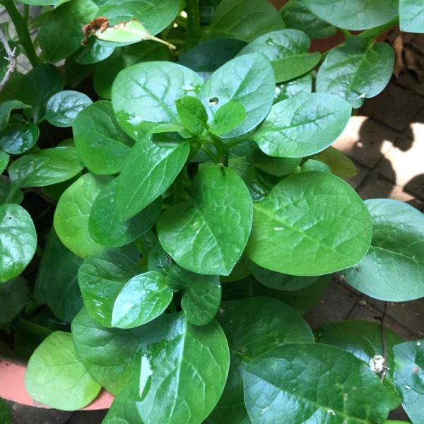 Basella alba | Malabar spinach | Indian spinach - Green Cover Initiative
