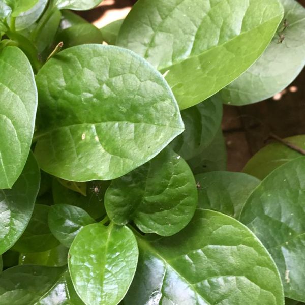 Basella alba | Malabar spinach | Indian spinach - Green Cover Initiative