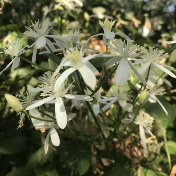 Clematis terniflora | Clematis | Japanese clematis - Green Cover Initiative