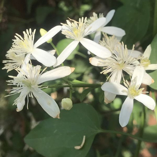 Clematis terniflora | Clematis | Japanese clematis - Green Cover Initiative