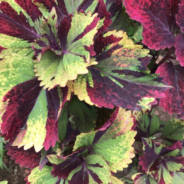 Coleus Scutellarioides | Common Coleus | Painted nettle | Coleus blumei