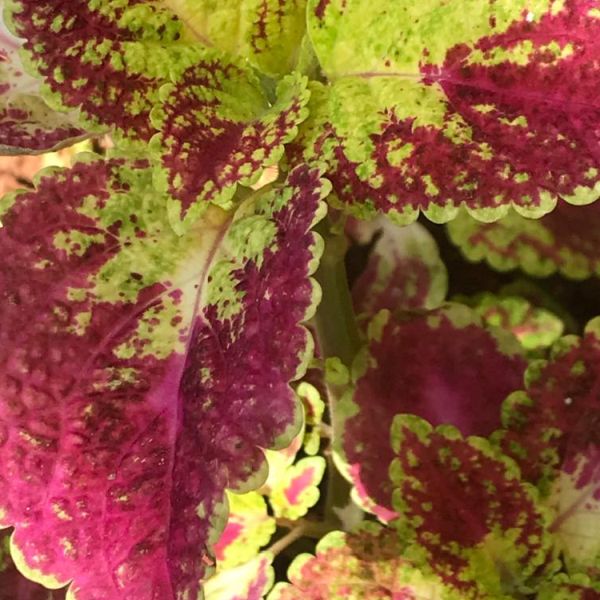 Coleus Scutellarioides | Common Coleus | Painted nettle | Coleus blumei
