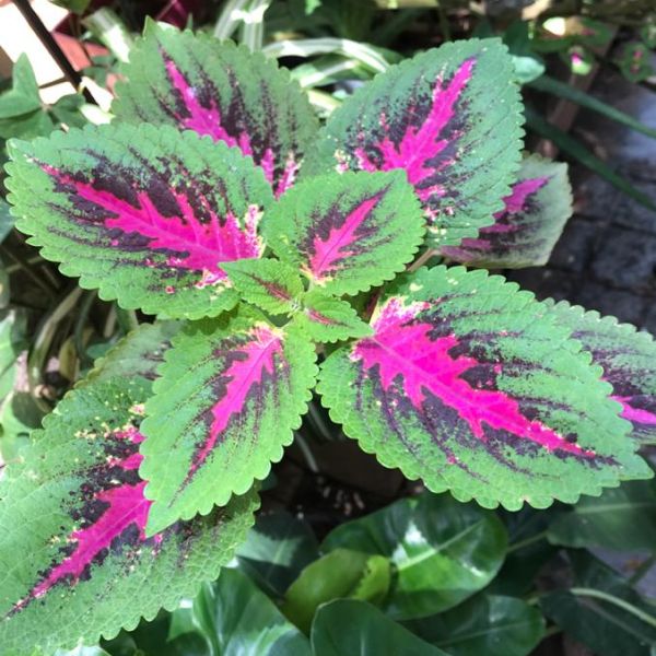 Coleus Scutellarioides | Common Coleus | Painted nettle | Coleus blumei