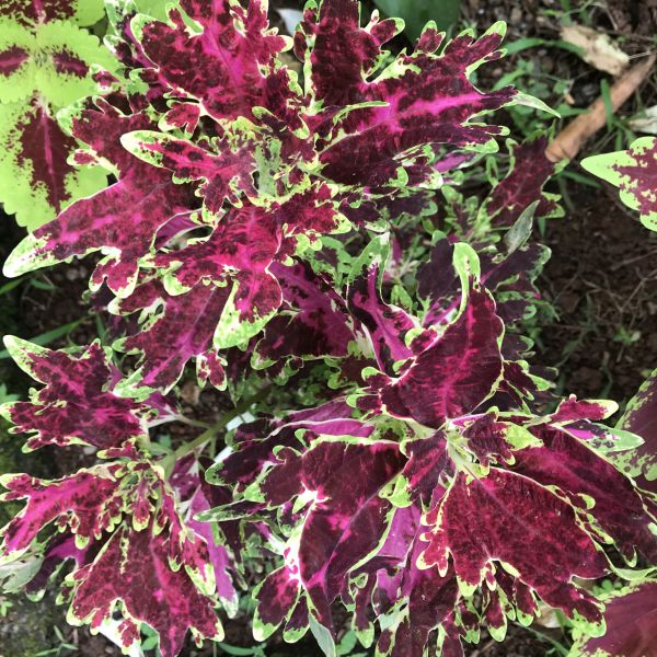 Coleus Scutellarioides | Common Coleus | Painted nettle | Coleus blumei