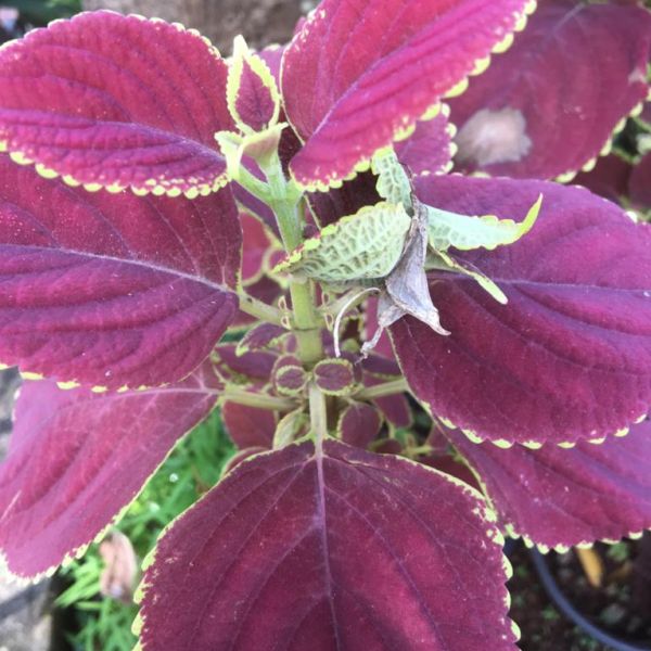 Coleus Scutellarioides | Common Coleus | Painted nettle | Coleus blumei