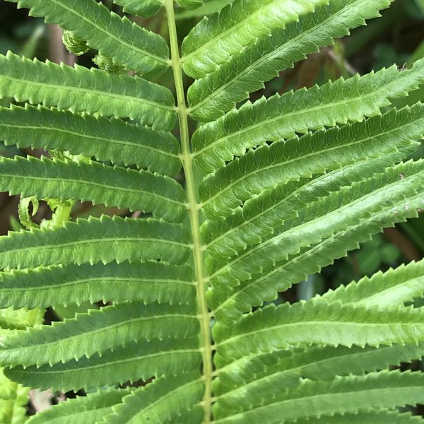 Cyclosorus interruptus | Hottentot fern - Green Cover Initiative