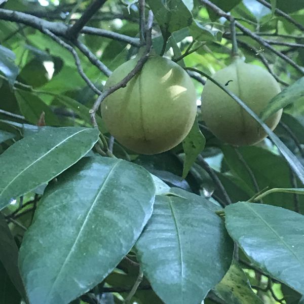 Myristica fragrans | Nutmeg tree - Indian trees - Green Cover Initiative