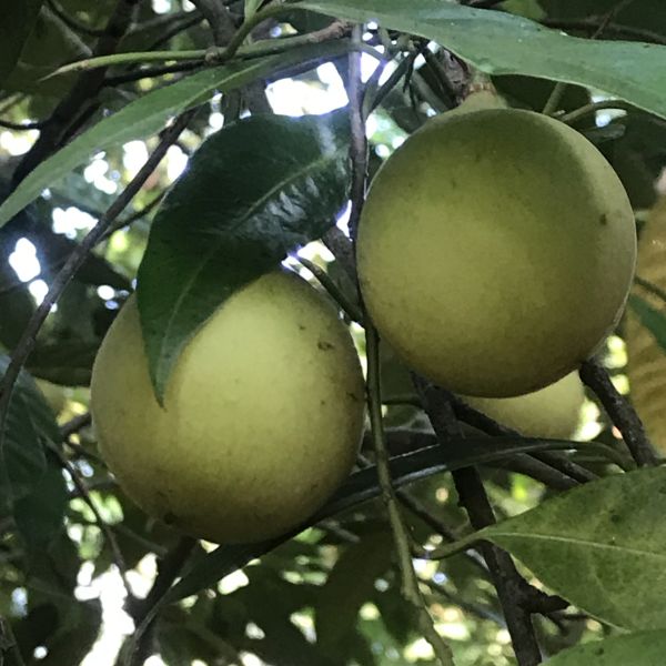 Myristica fragrans | Nutmeg tree - Indian trees - Green Cover Initiative