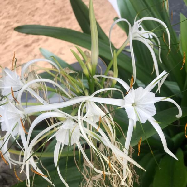 Hymenocallis Littoralis | Spider lily– Green catalog