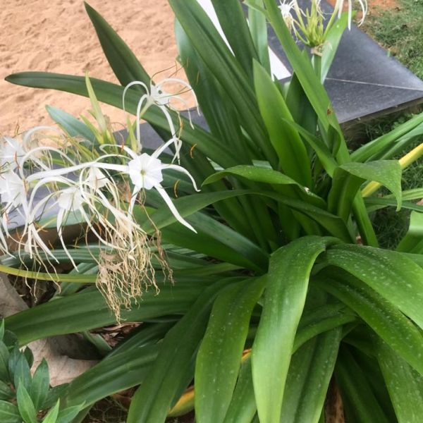 Hymenocallis Littoralis | Spider lily– Green catalog