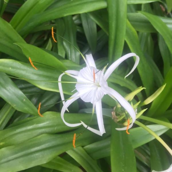 Hymenocallis Littoralis | Spider lily– Green catalog