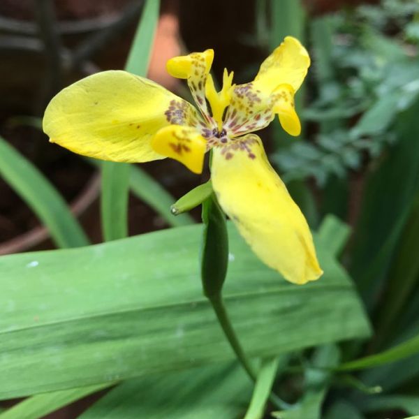 Trimezia steyermarkii | Yellow walking iris - Green Cover Initiative