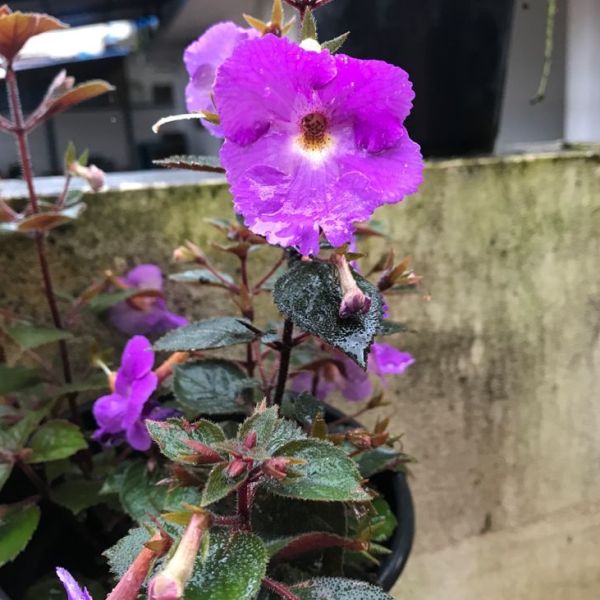 Achimenes grandiflora | Hot water plant - Green Cover Initiative
