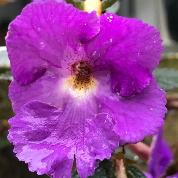 Achimenes grandiflora | Hot water plant - Green Cover Initiative