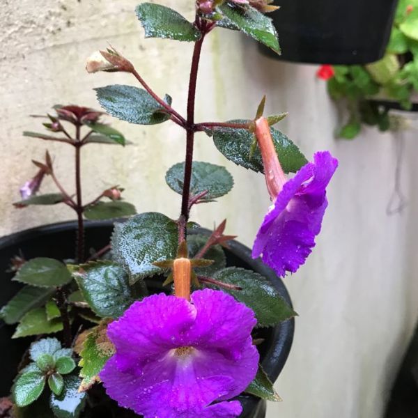 Achimenes grandiflora | Hot water plant - Green Cover Initiative