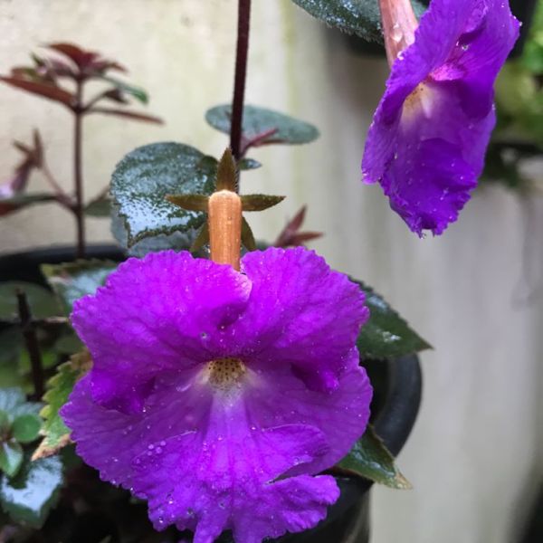 Achimenes grandiflora | Hot water plant - Green Cover Initiative