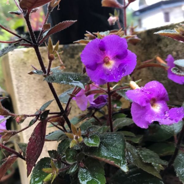 Achimenes grandiflora | Hot water plant - Green Cover Initiative