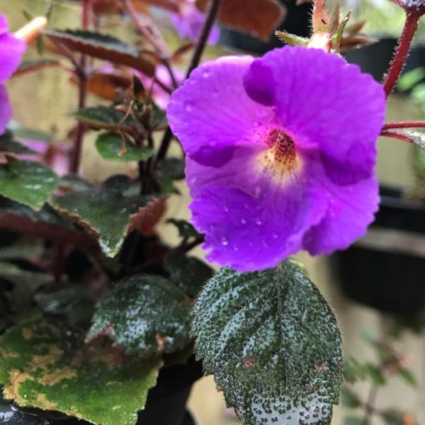 Achimenes grandiflora | Hot water plant - Green Cover Initiative